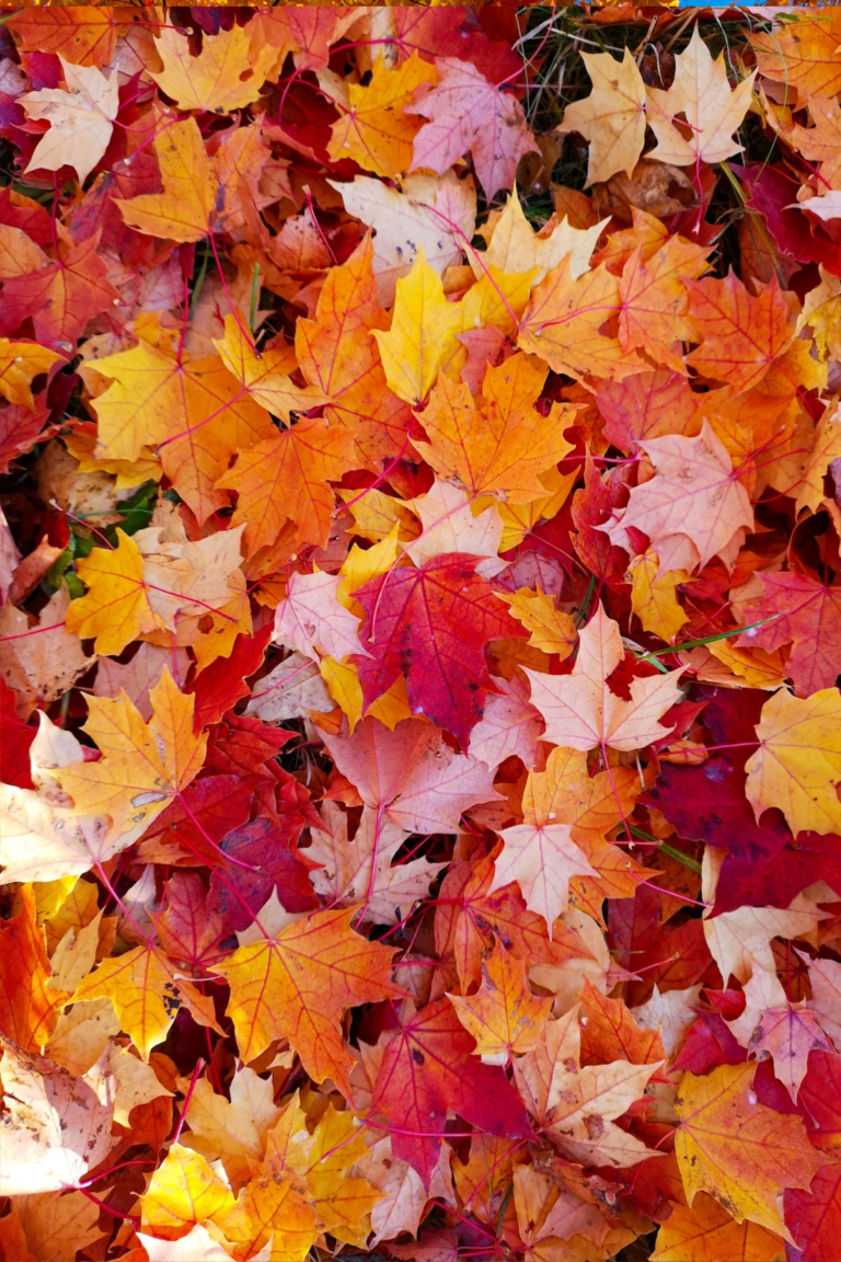 Autumn Leaves Bundle (for CASEing Coast to Coast)